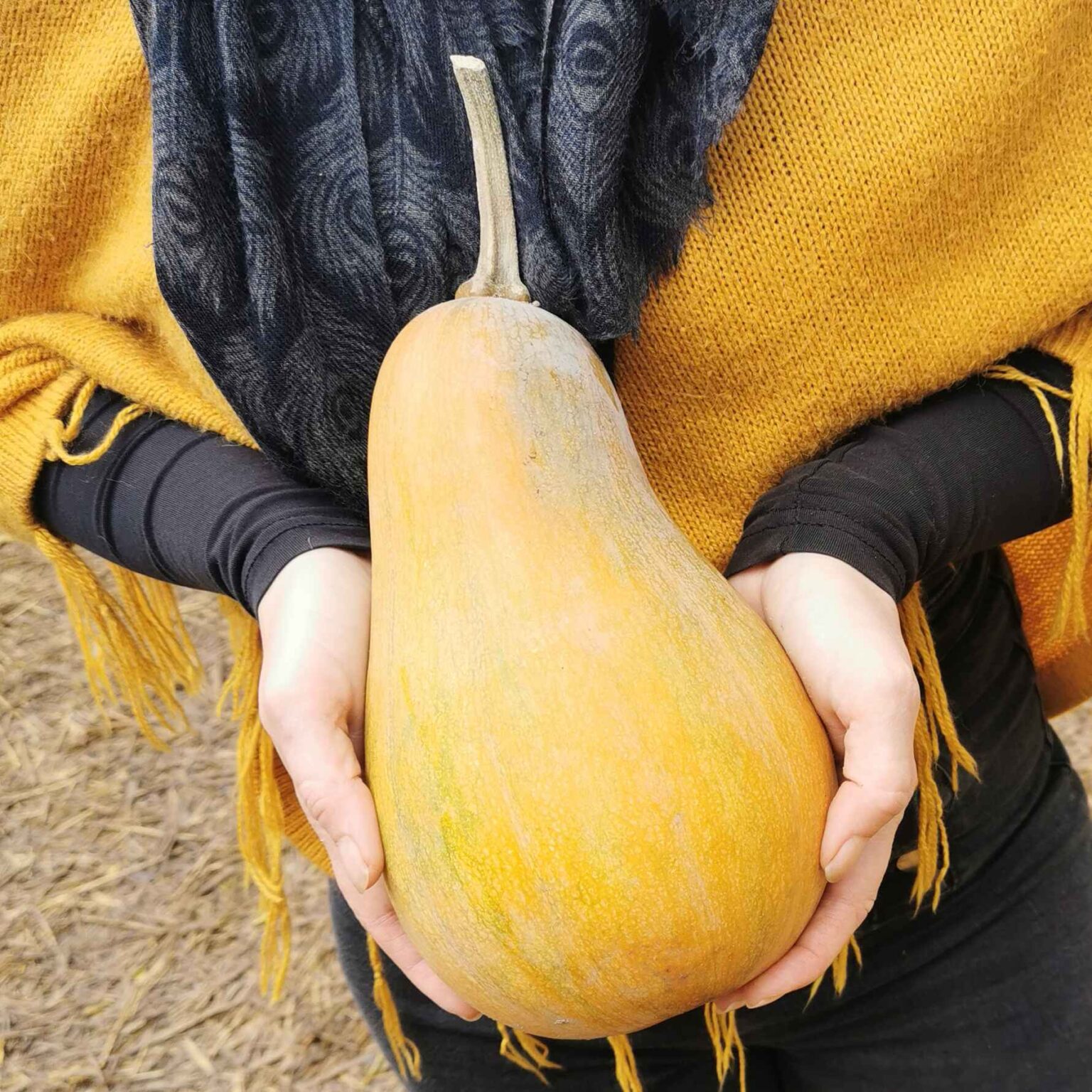 Courge Musquée Sucrine du Berry Bio - Les Semences de l’Ombelle