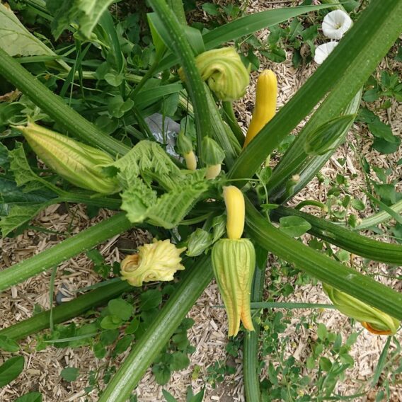 Courgette Jaune Rheinau Gold - Ma boutique
